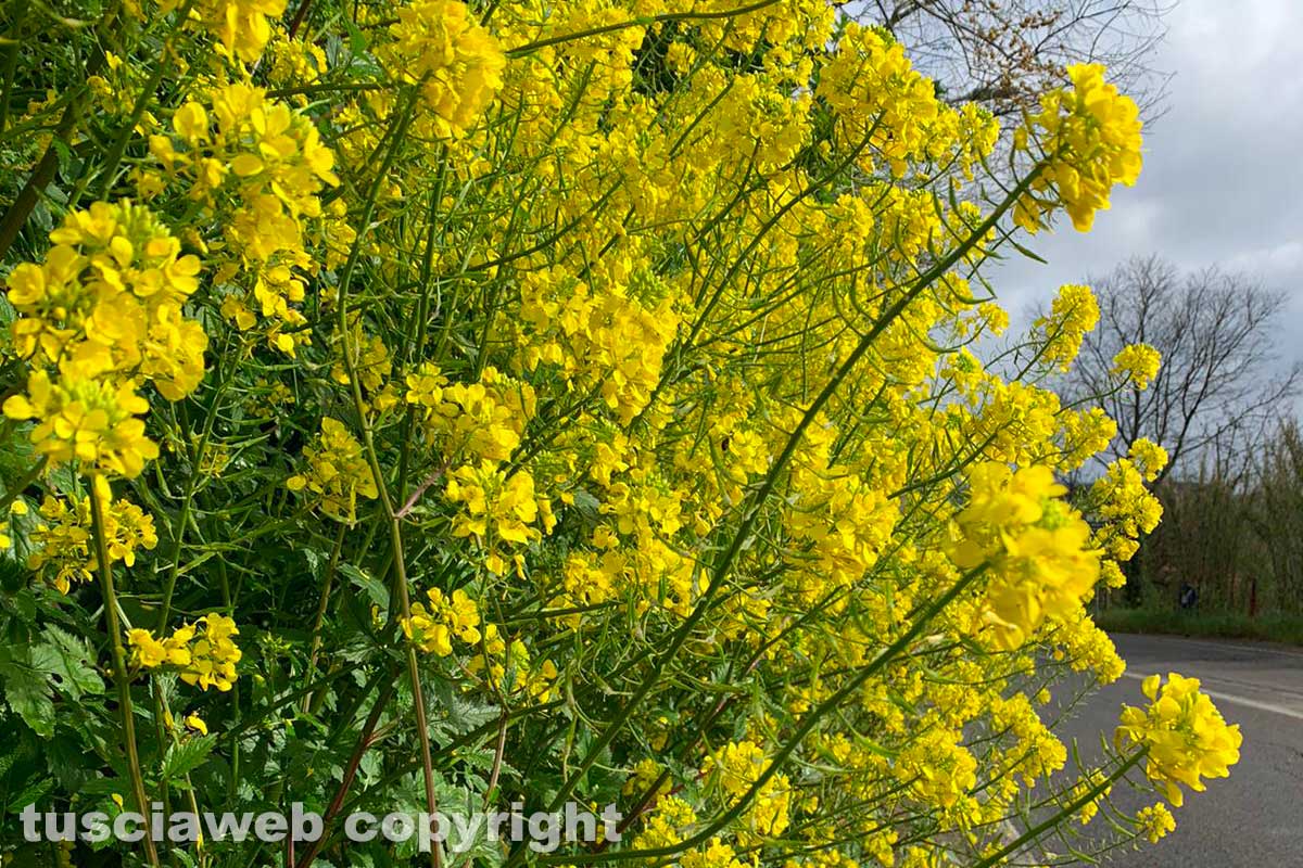 "Cespuglio verde e giallo fotografato durante una passeggiata ...
