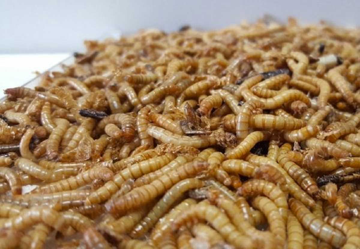 Insetti come alimenti, ok alle tarme della farina - Tusciaweb.eu